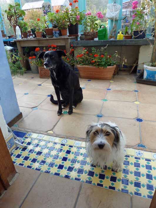 About Us – Reptile Tiles