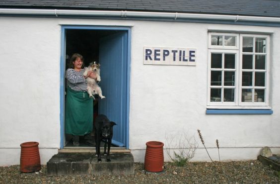 Oriel Myrddin – Reptile Tiles