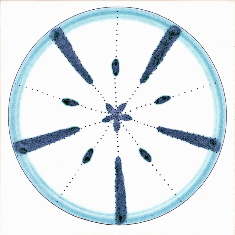 Diatom tiles – Reptile Tiles